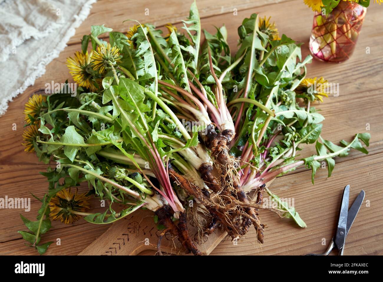 Fresh dandelion plants with roots collected in spring Stock Photo - Alamy