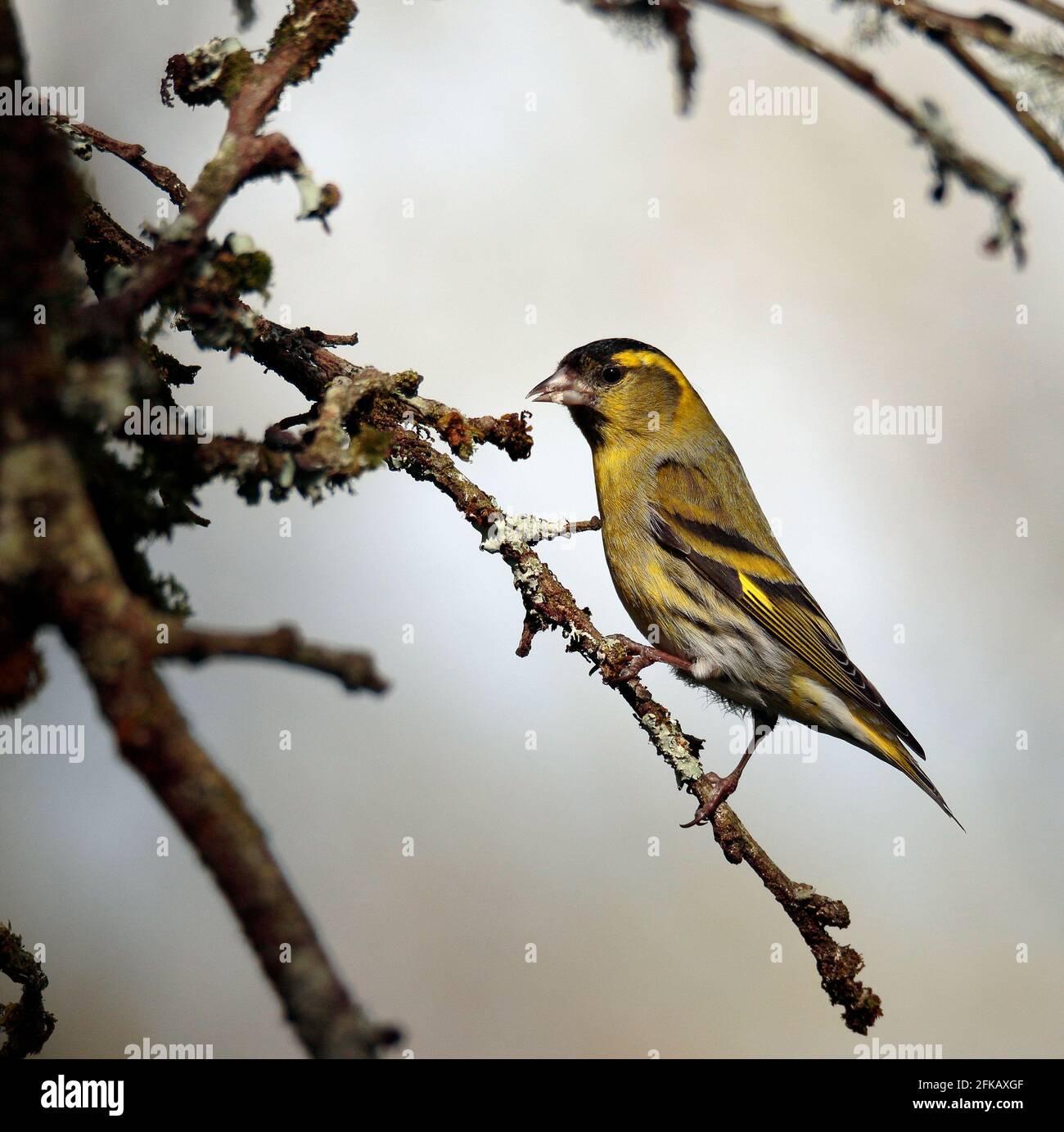 Siskin plumage hi-res stock photography and images - Alamy