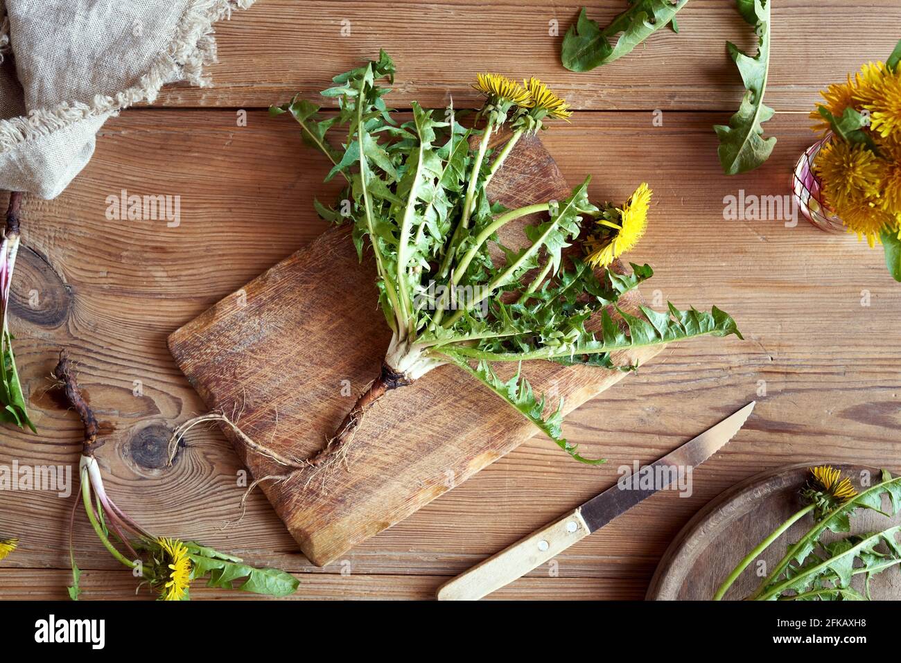 Whole dandelion plant with flowers and root on a table, top view Stock ...