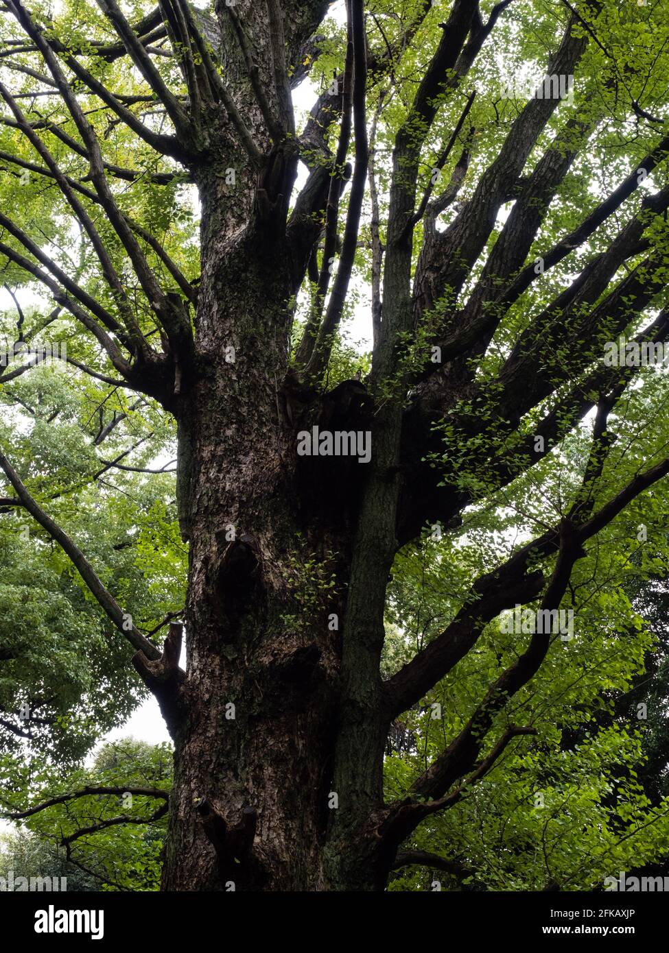 Old growth tree on the grounds of Akasaka Hikawa Shrine in Tokyo, Japan ...
