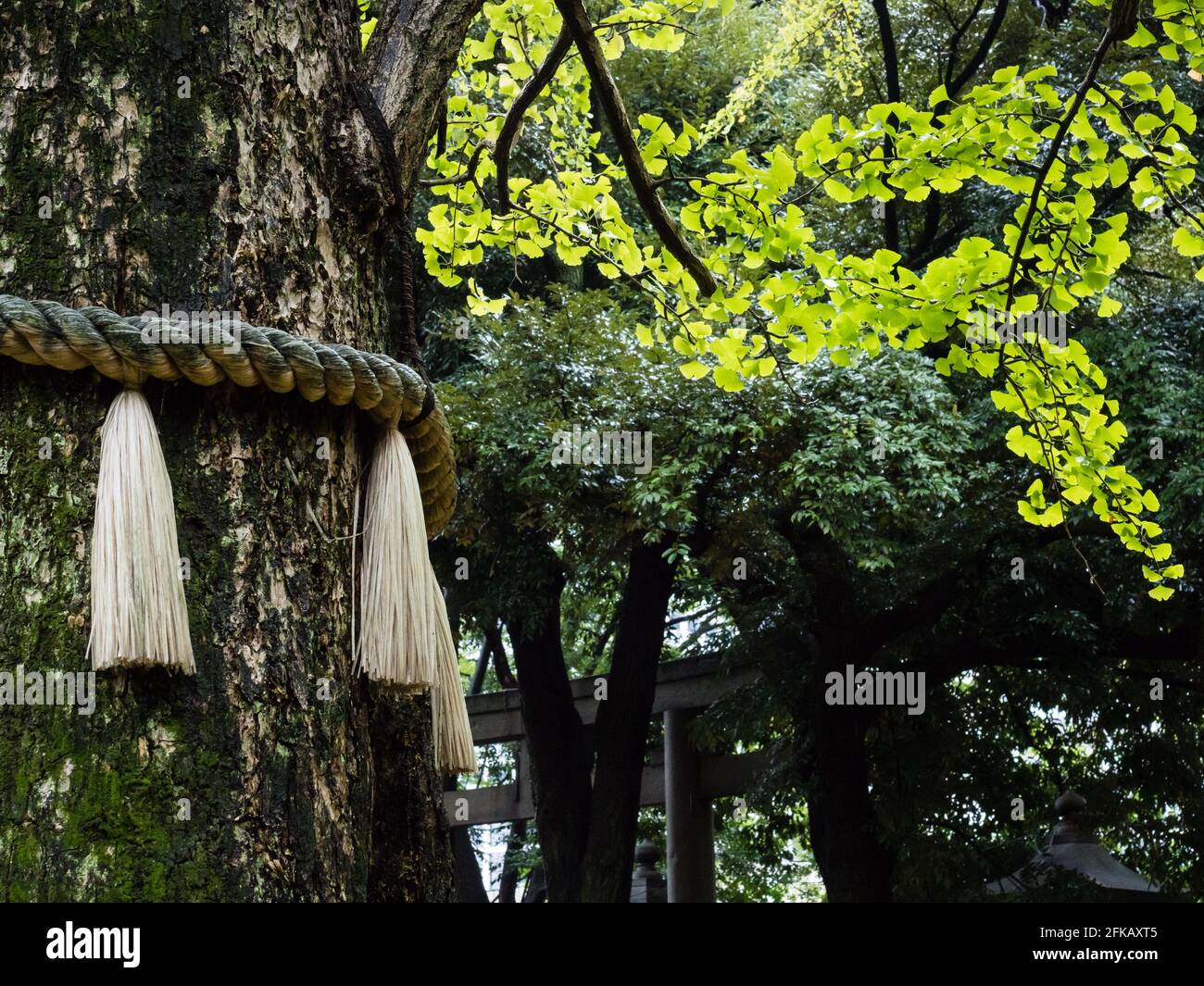 Old growth tree on the grounds of Akasaka Hikawa Shrine in Tokyo, Japan ...