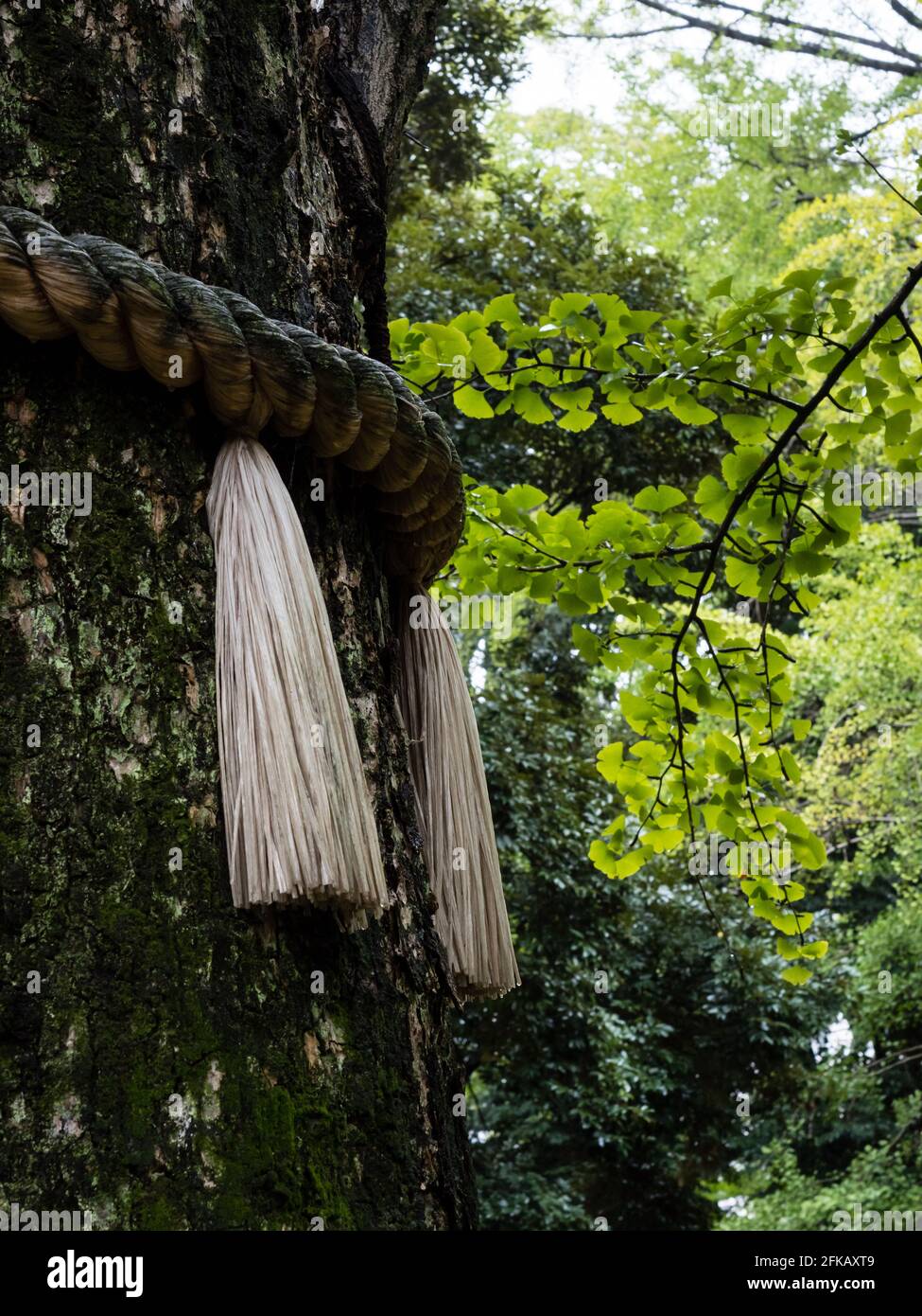 Old growth tree on the grounds of Akasaka Hikawa Shrine in Tokyo, Japan ...