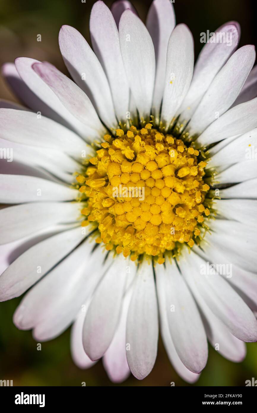 Daisy plant in the forest, macro Stock Photo - Alamy