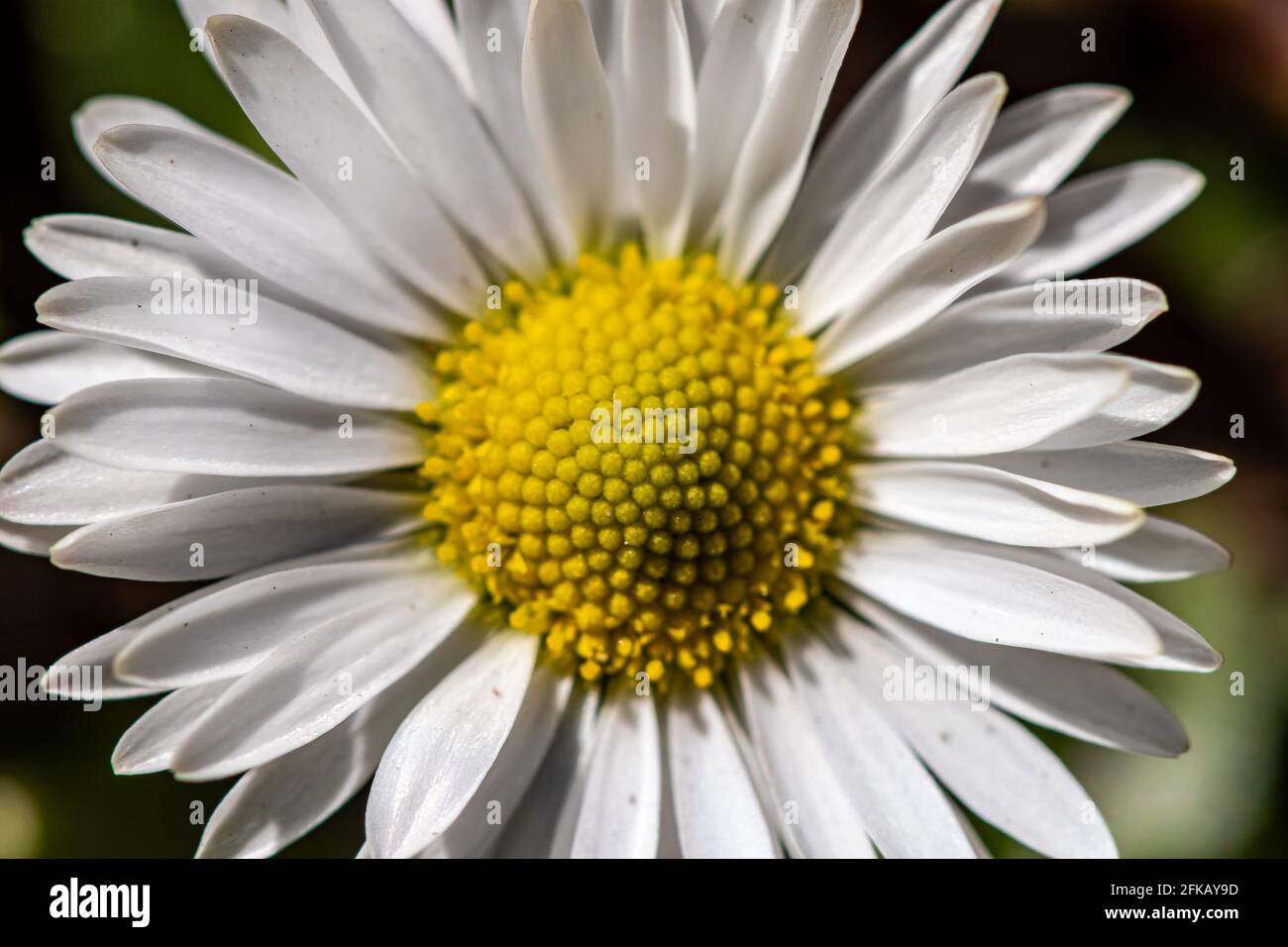 Daisy of the alps hi-res stock photography and images - Alamy