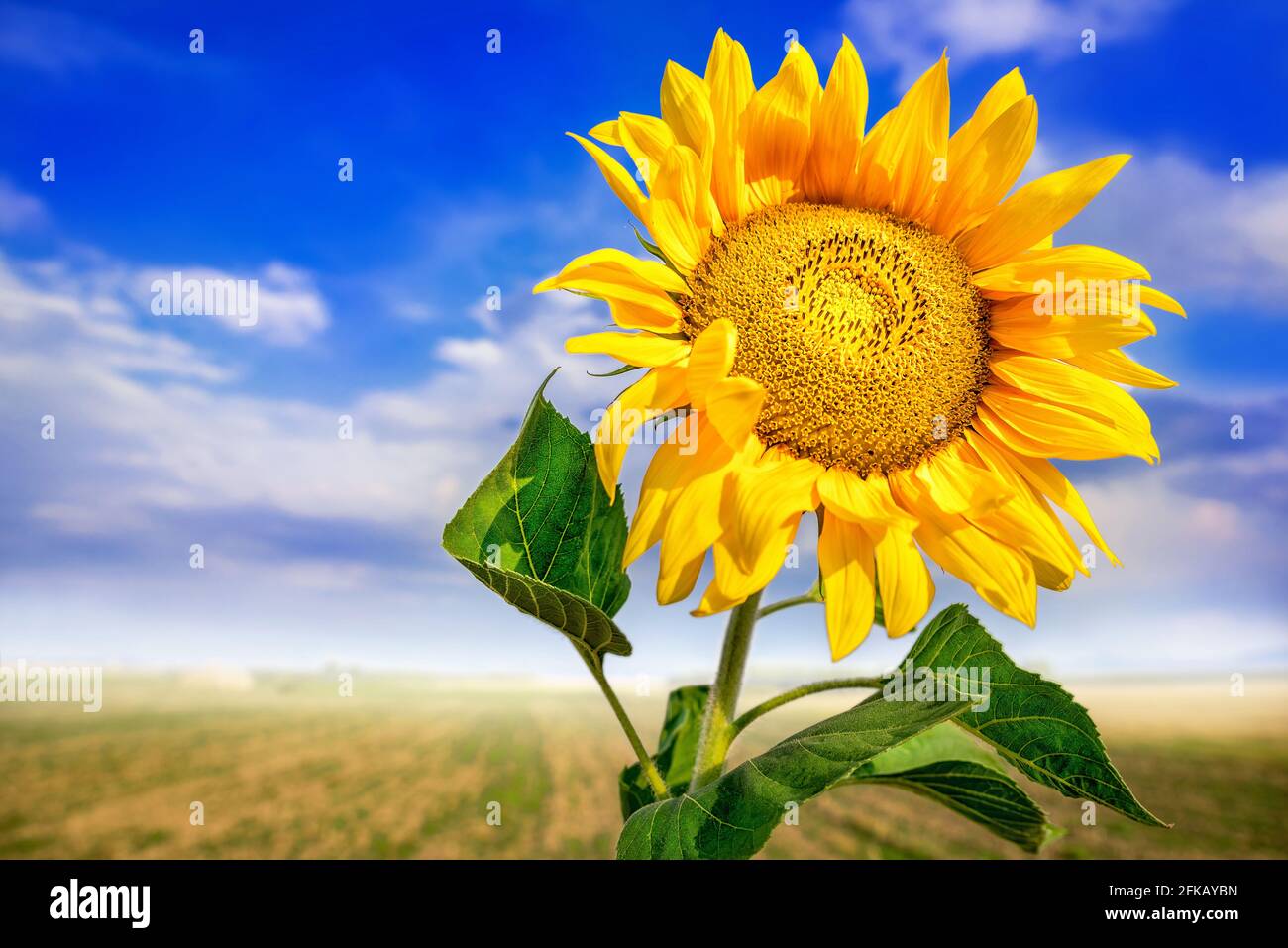 Beautiful sunflower hi-res stock photography and images - Alamy