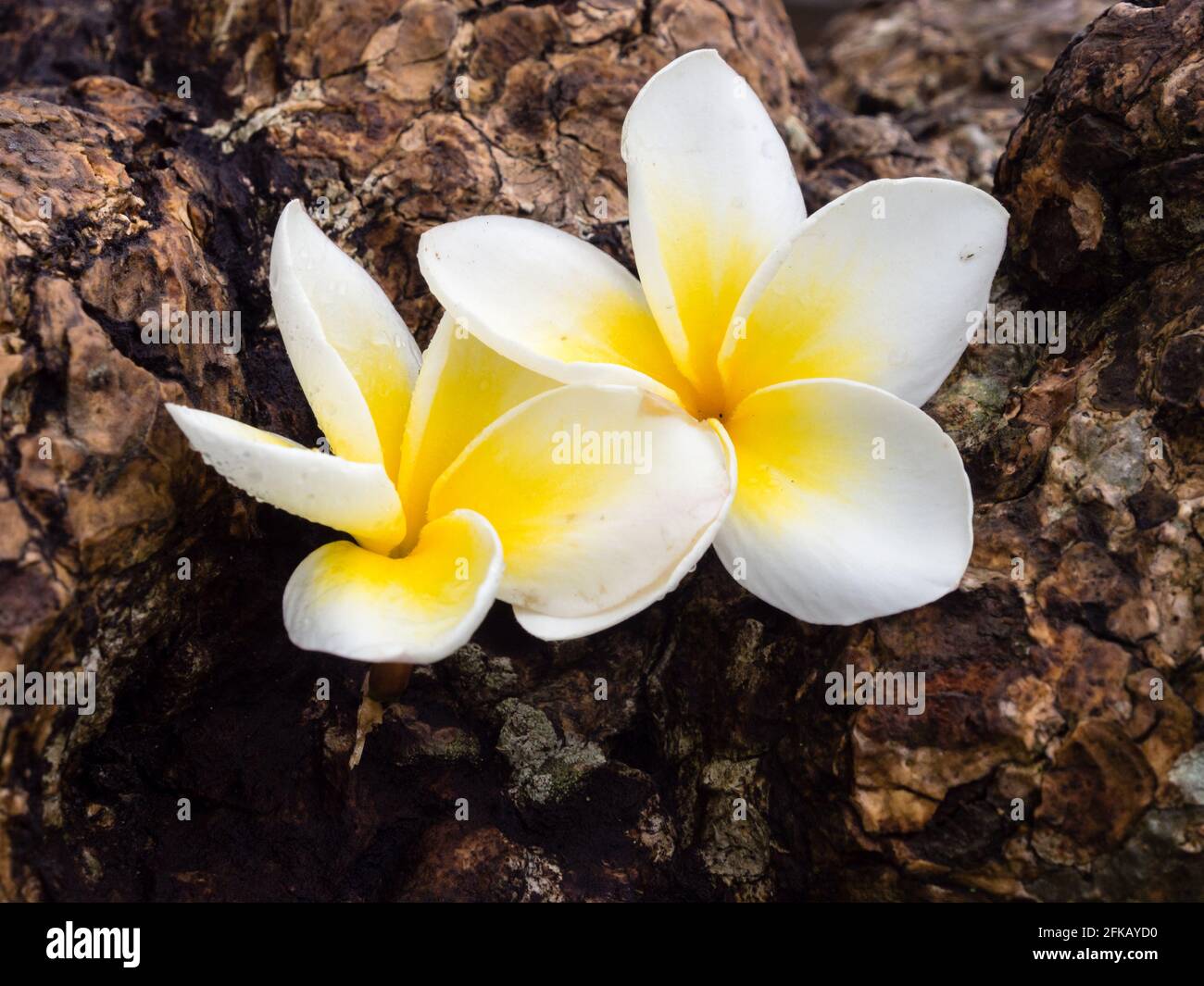Native frangipani hi-res stock photography and images - Alamy