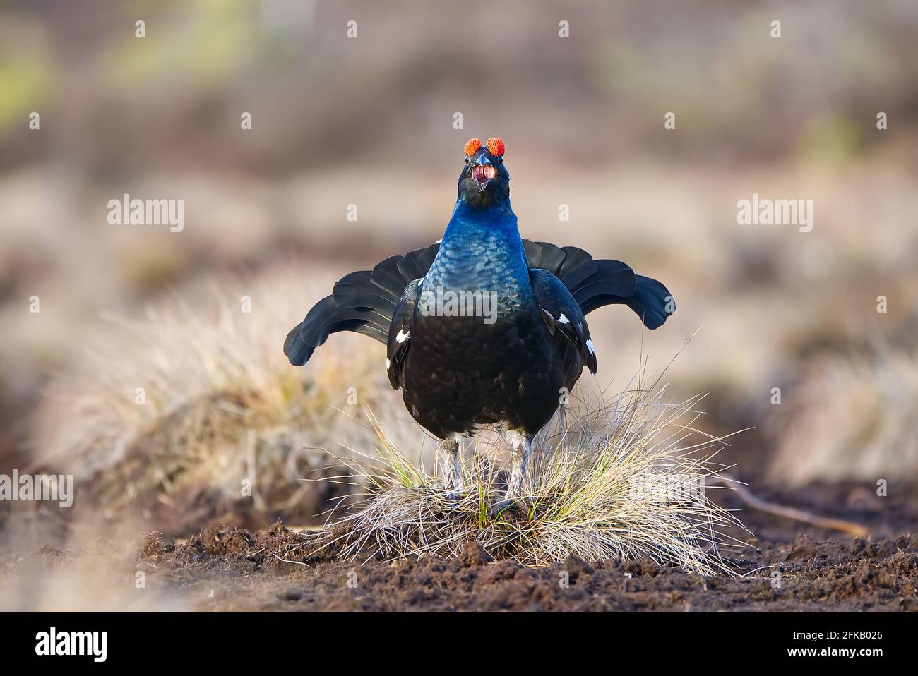 Lekking black grouse on morning swamp. Spring colors of moors with ...