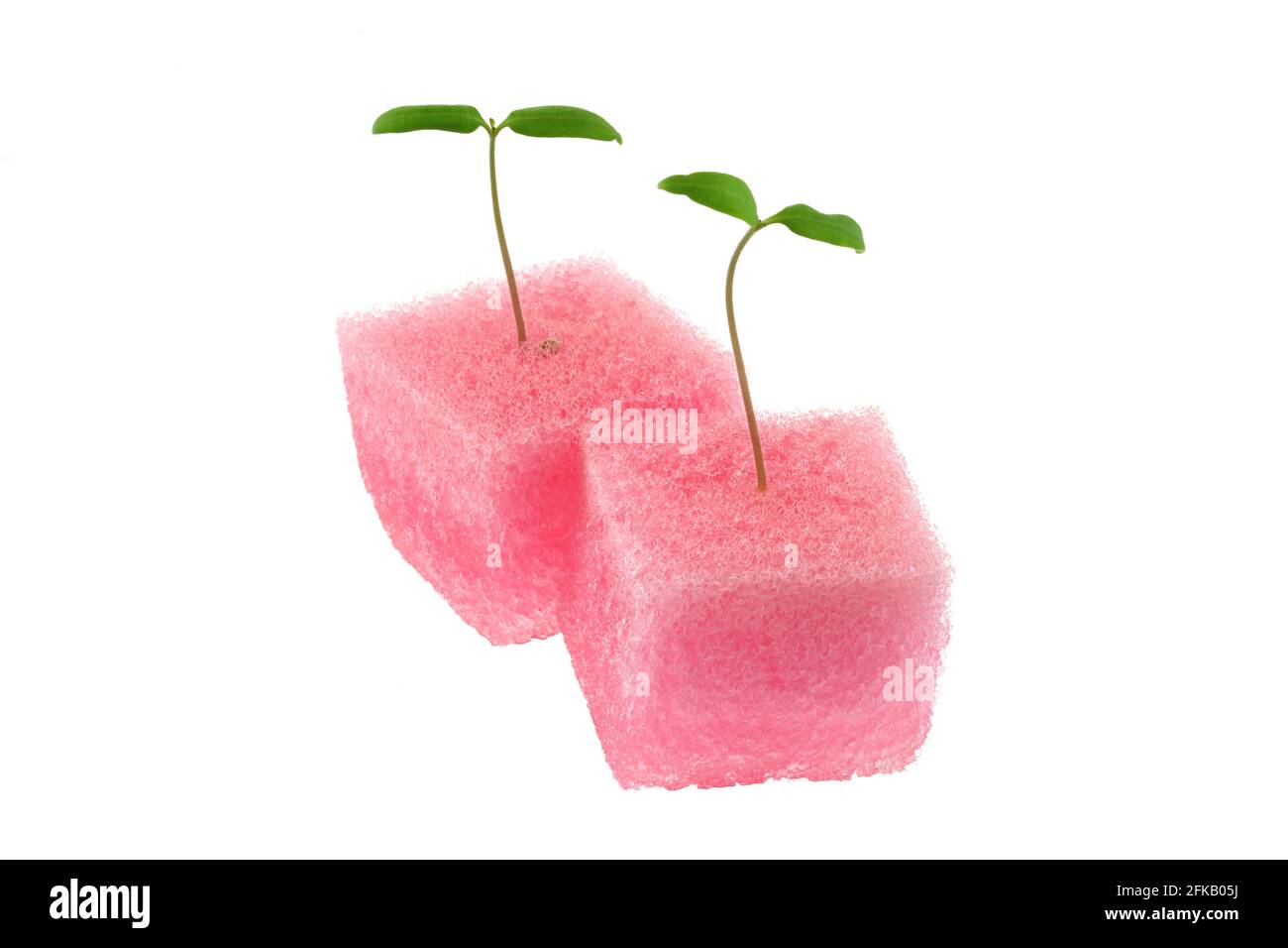 Hydroponic Tomato sprout in a pink sponge Stock Photo - Alamy