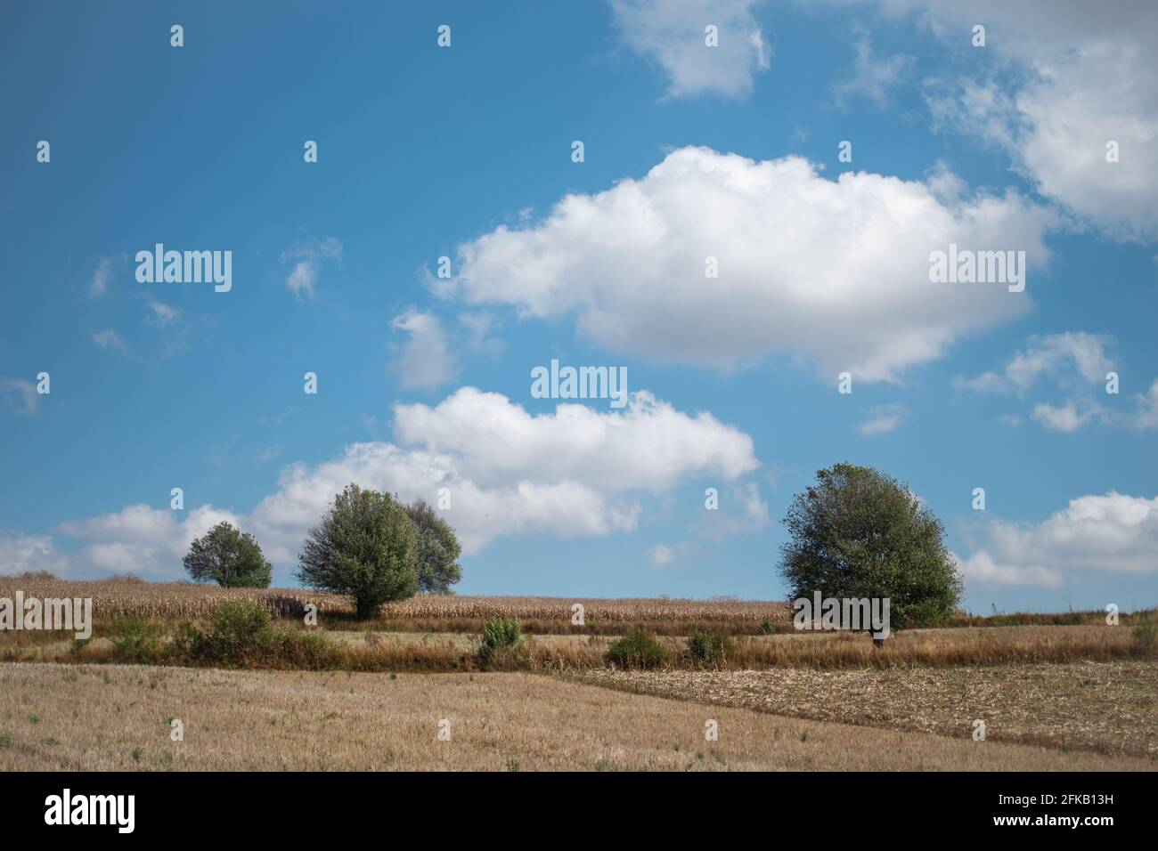 Myanmar rice field hi-res stock photography and images - Alamy