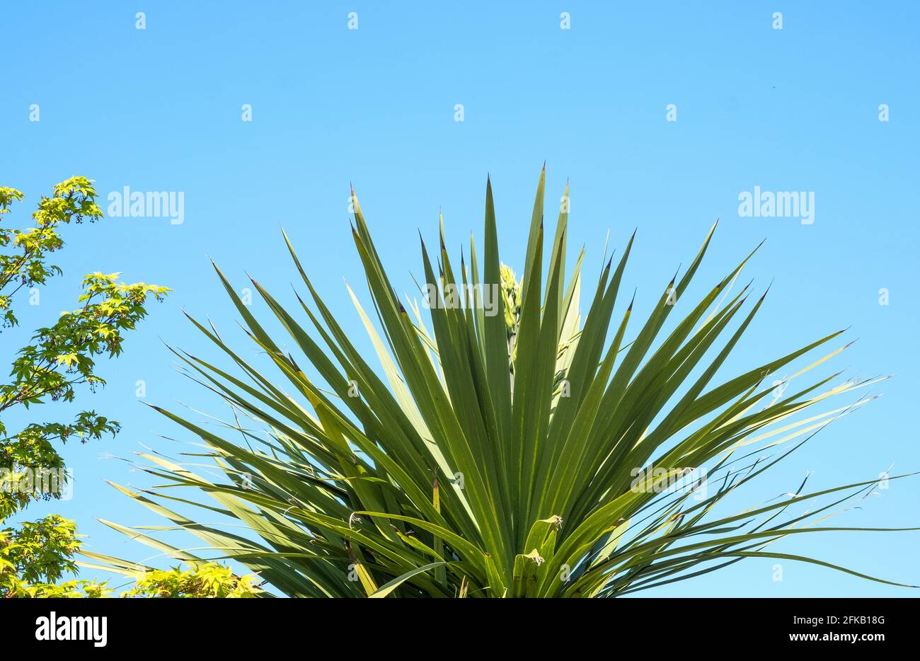 Pointed palm leaves hi-res stock photography and images - Alamy