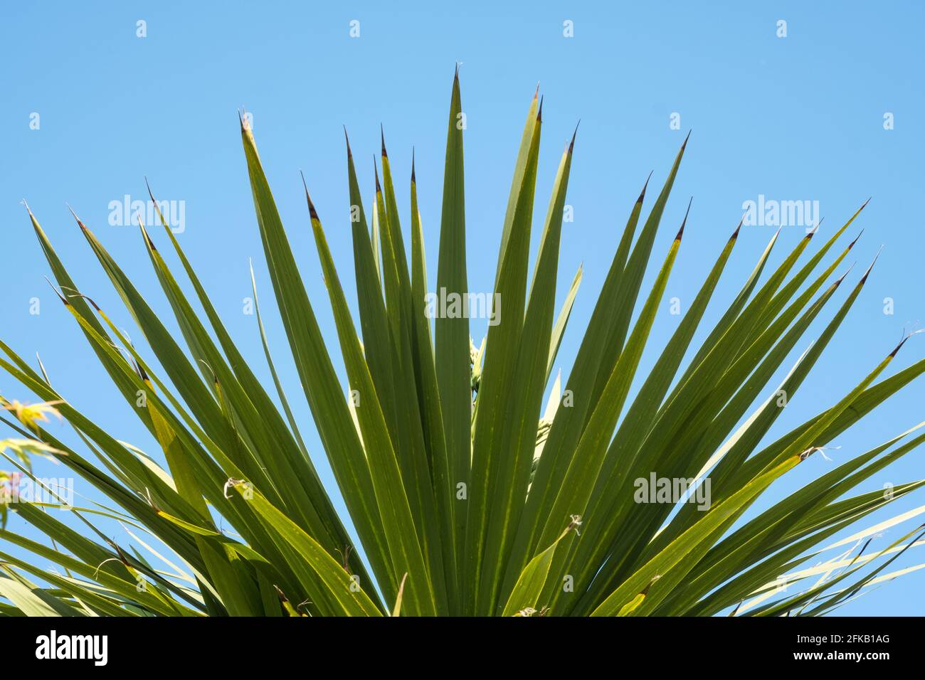 Spiky palm fronds hi-res stock photography and images - Alamy