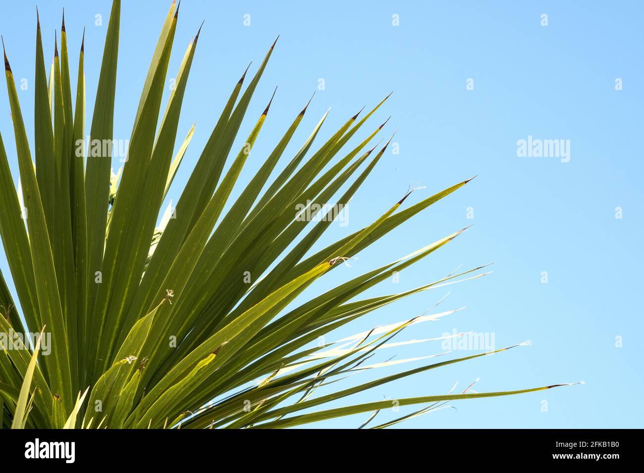 Spiky palm leaves against a clear blue sky Stock Photo - Alamy