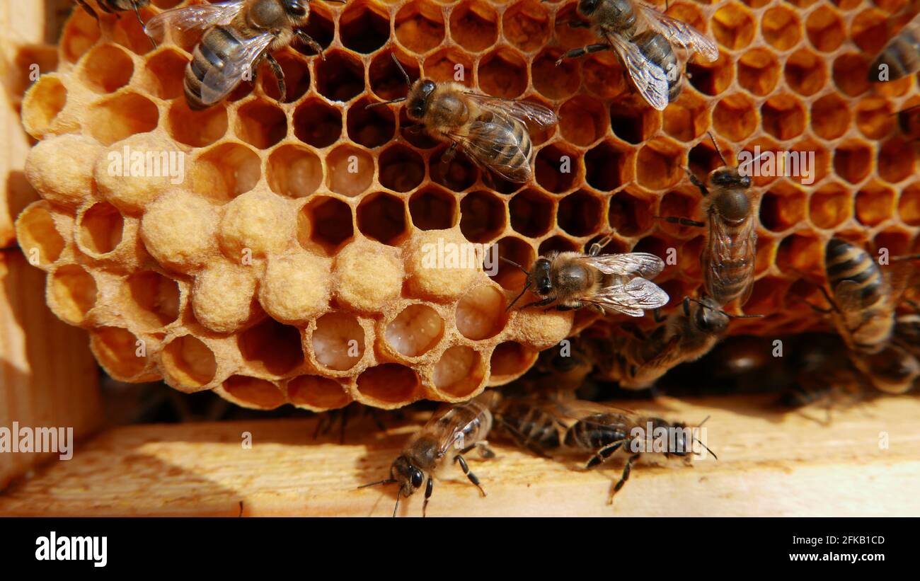 Brood frame with queen cell hi-res stock photography and images - Alamy