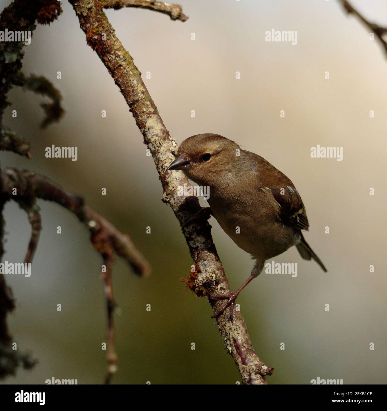 Chaffinch watching hi-res stock photography and images - Alamy
