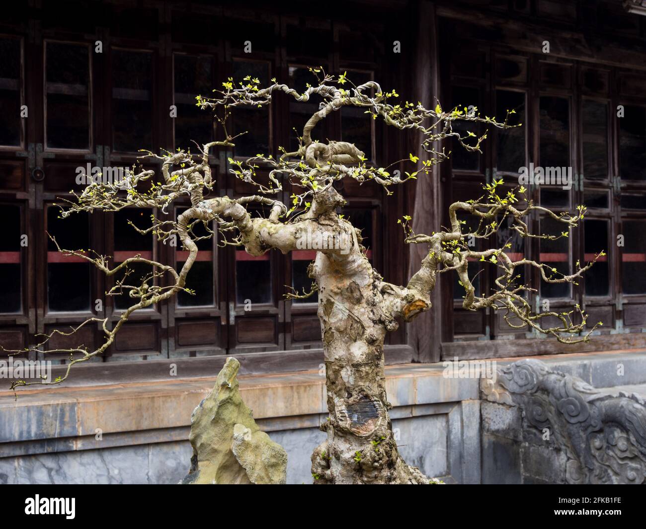 Bonsai tree in Vietnamese temple Stock Photo - Alamy