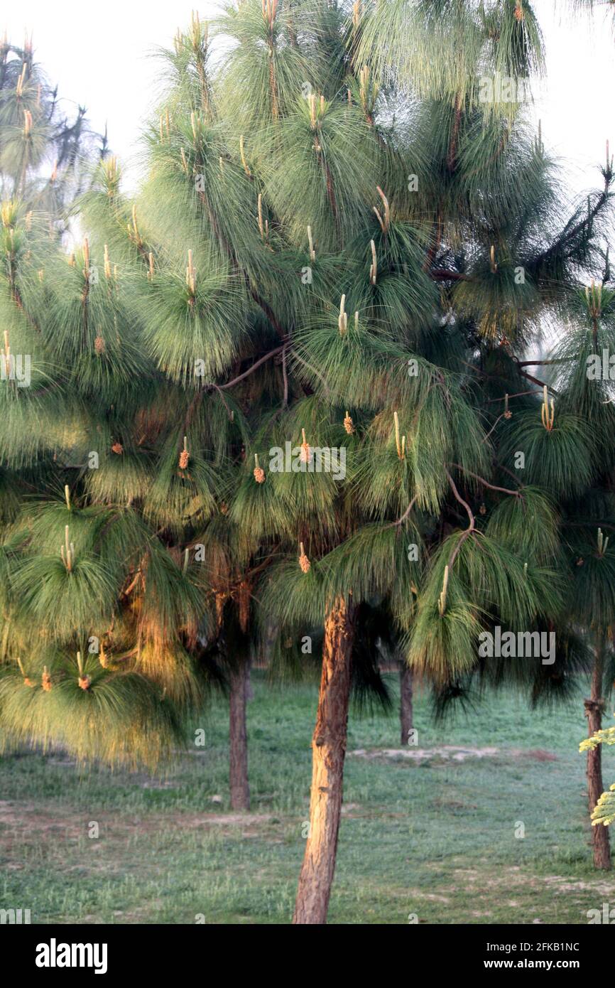 Lush green Chir Pines (Pinus roxburghii) with immature cones Stock ...