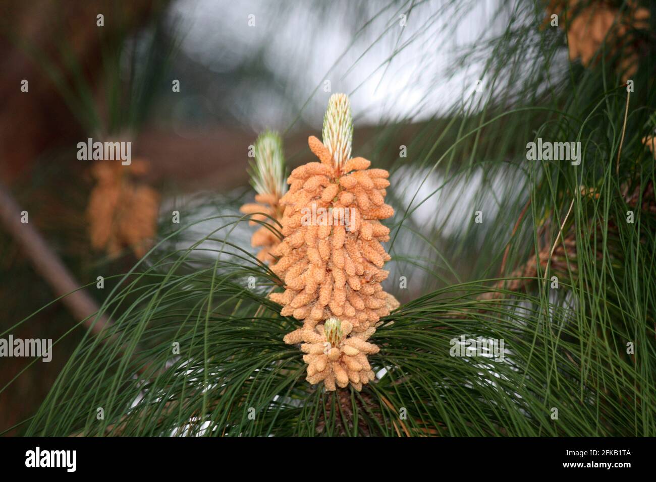 Lush green Chir Pines (Pinus roxburghii) with immature cones Stock ...