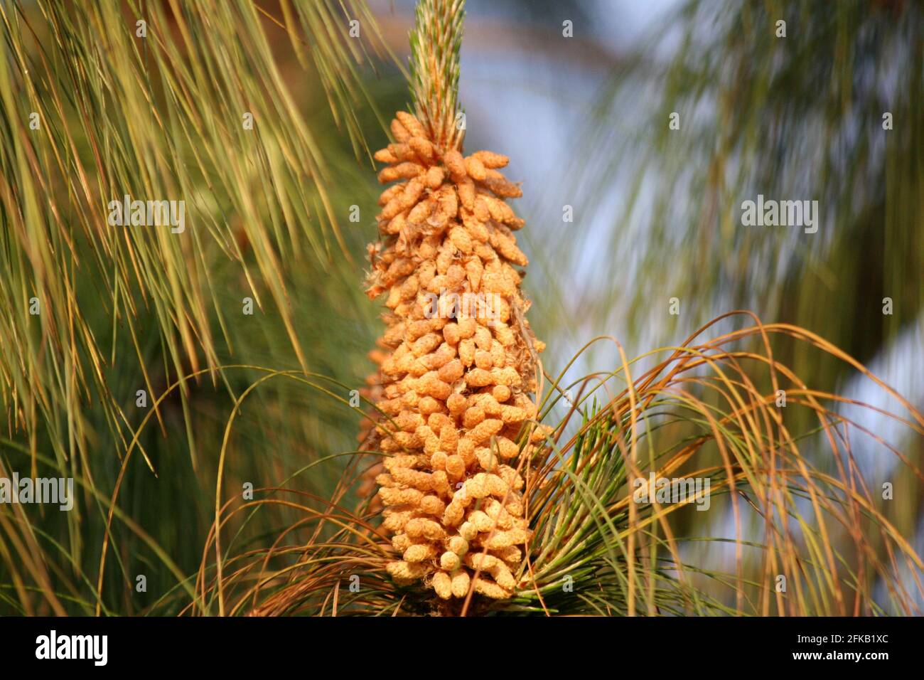 Pinus roxburghii hi-res stock photography and images - Alamy