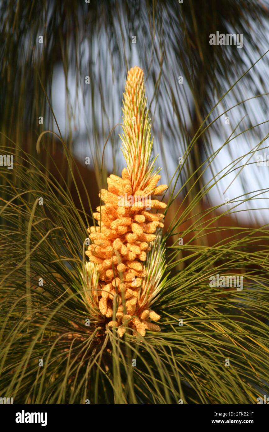 Lush green Chir Pines (Pinus roxburghii) with immature cones Stock ...