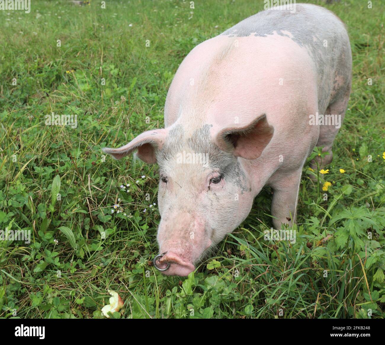 pink big pig with a nose ring and staring at the camera Stock Photo - Alamy