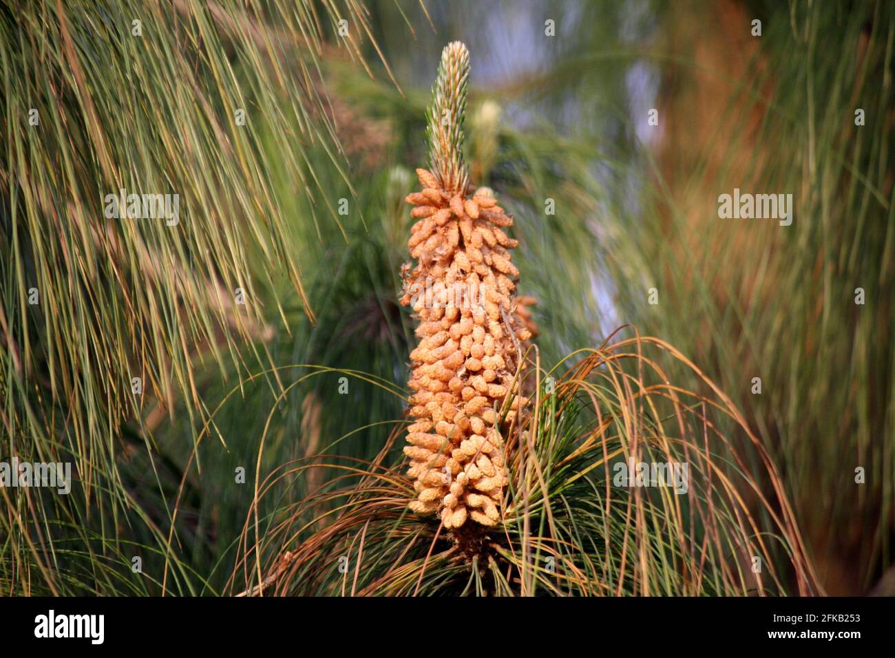 Lush green Chir Pines (Pinus roxburghii) with immature cones Stock ...