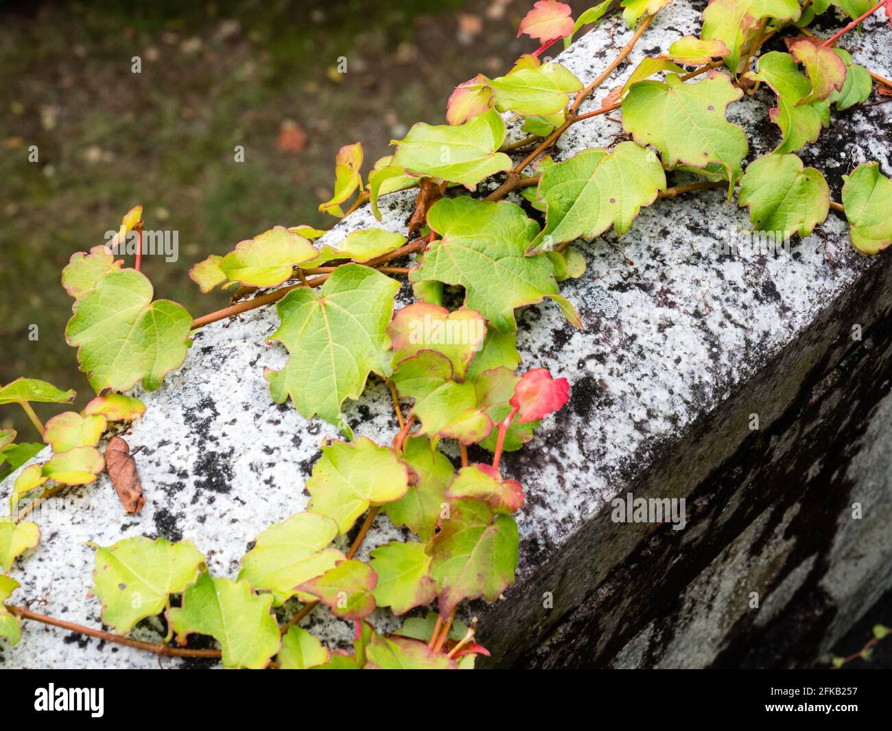 Stone fence covered with Japanese Ivy Stock Photo - Alamy