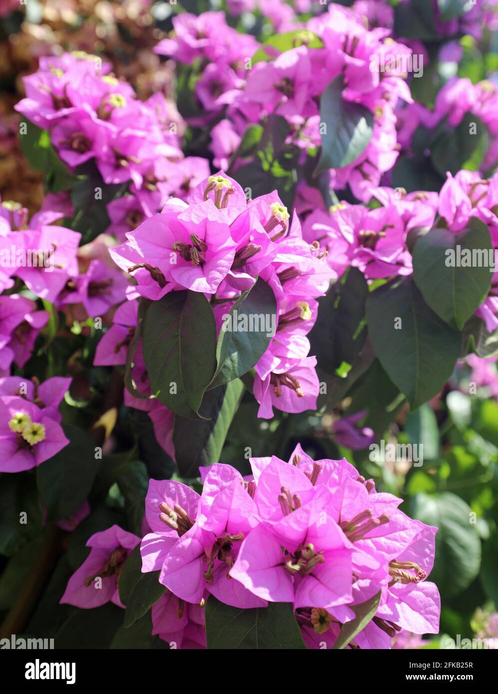 cute Azalea flower blossomed in summer typical of the Mediterranean ...
