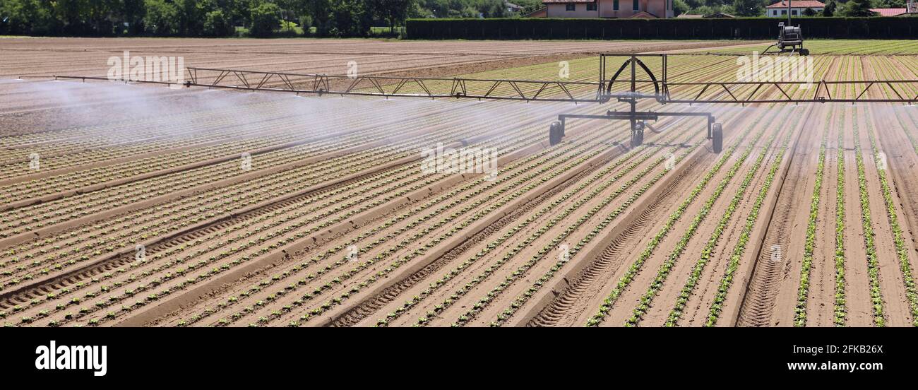 very big industrial irrigation system to water the lettuce field during ...