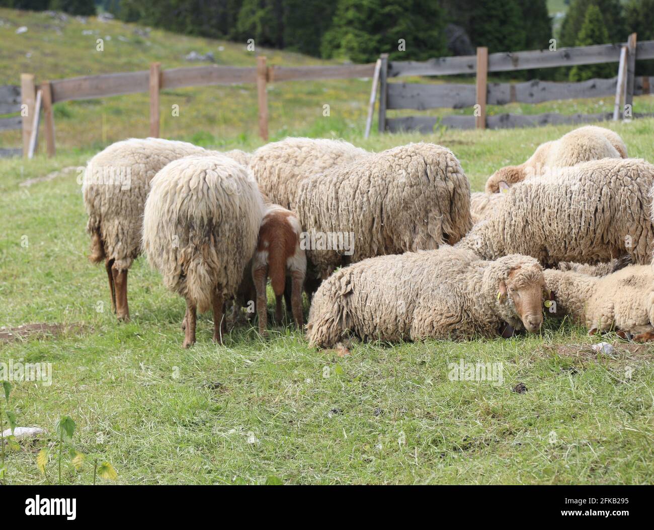 Many Sheep With Long Husbandry Wensleydale Longwool Sheep Breeders'