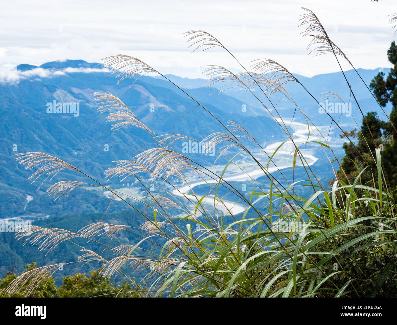 Susuki grass growing at the top of Mount Minobu with panoramic view of ...