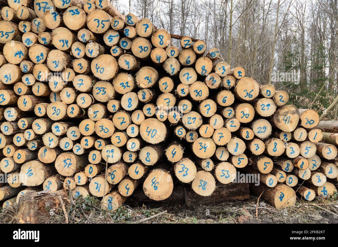 Stack of numbered felled trees at a lumberyard or logging site, log ...