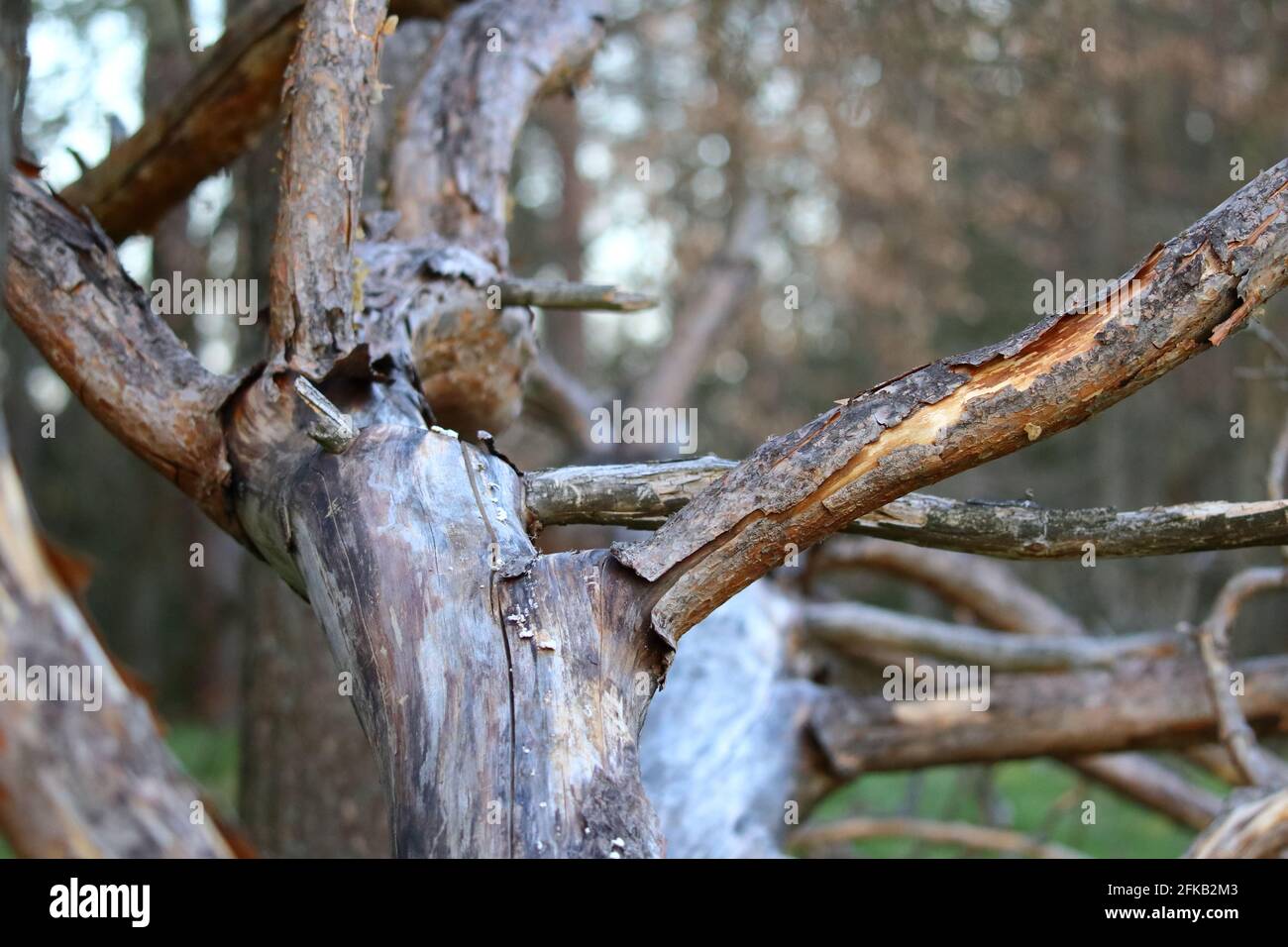 Dead barkless tree in forest hi-res stock photography and images - Alamy