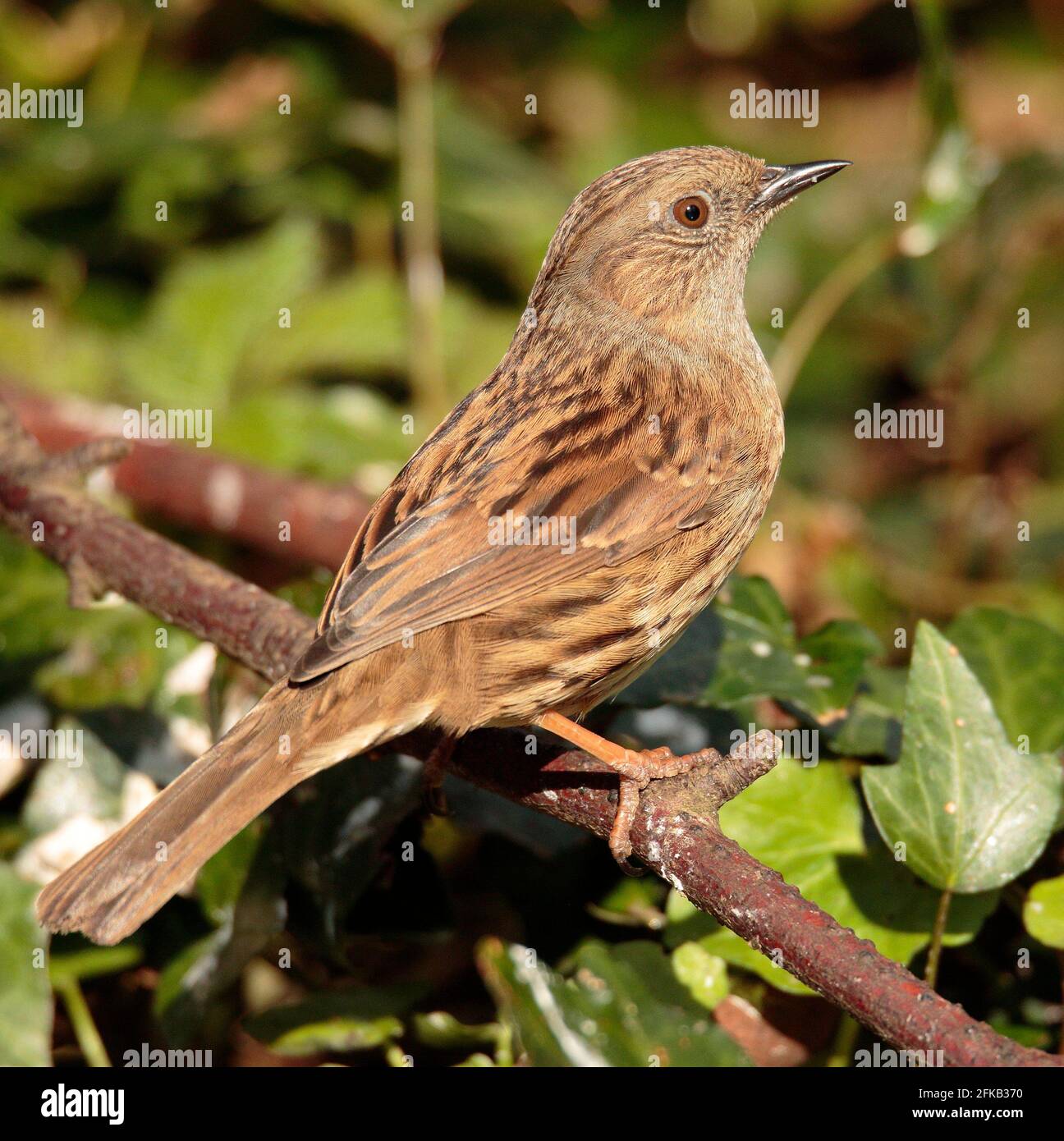 Bird flying into hedge uk hi-res stock photography and images - Alamy
