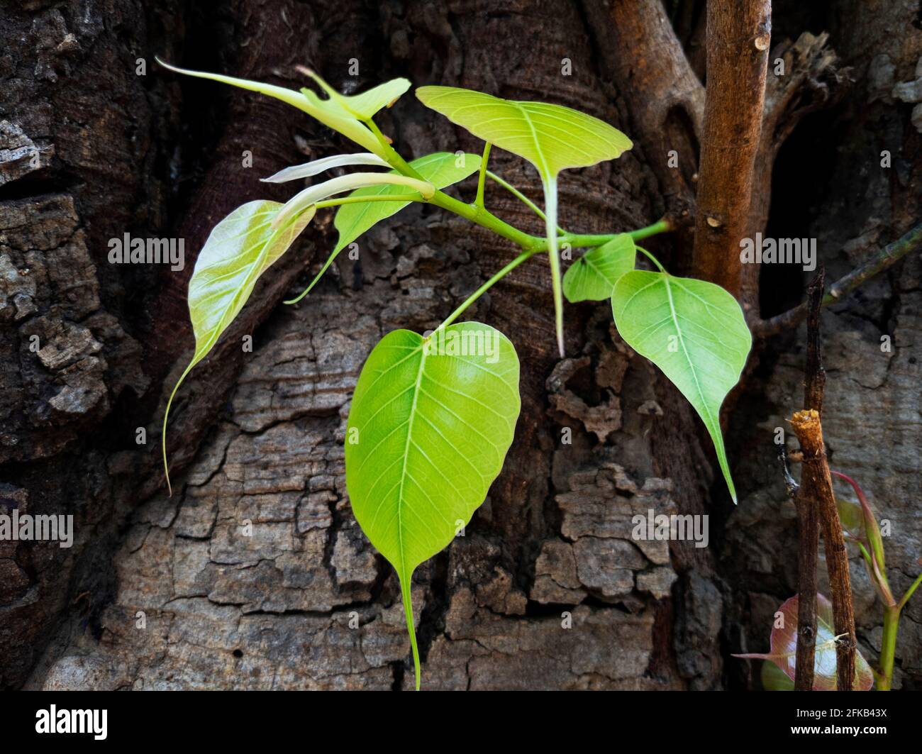 Banyan leaves hi-res stock photography and images - Alamy