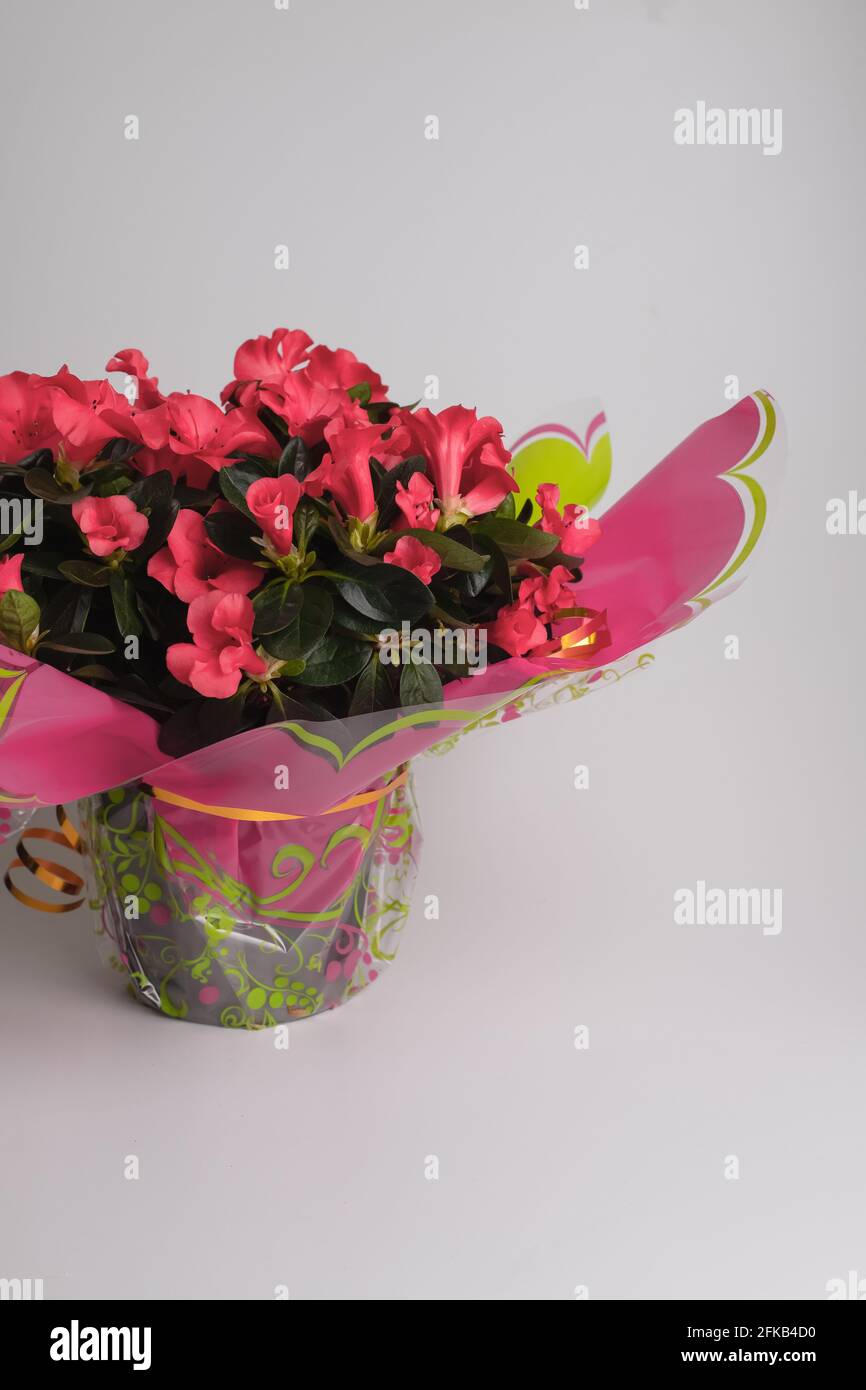Azalea pot plant hi-res stock photography and images - Alamy