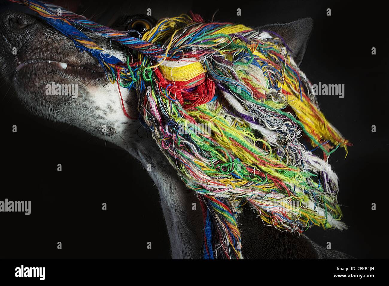 Impressive Studio Photo Of Dog Playing With Threads of Colorful Rope ...