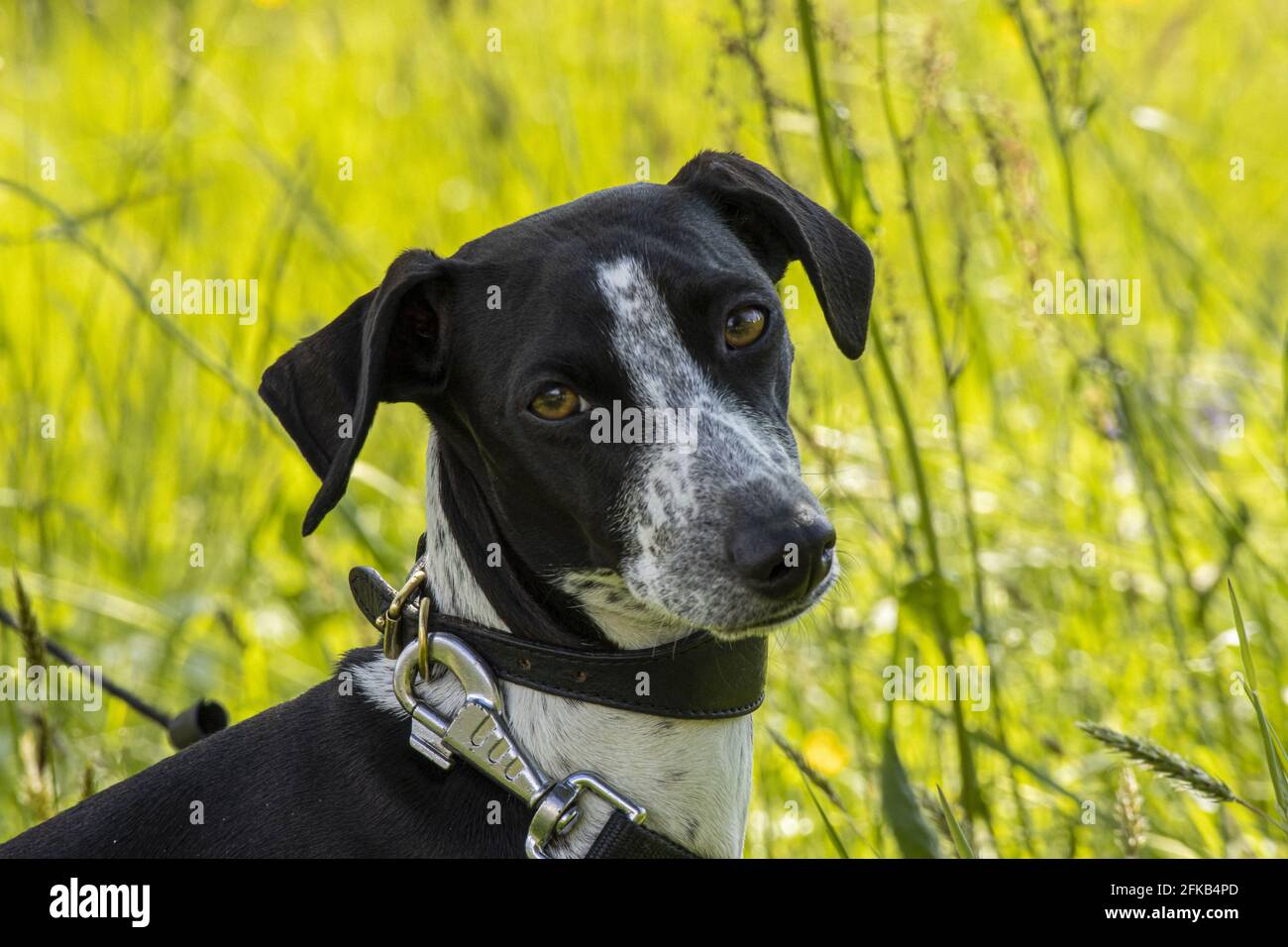 Ruby Posing on Meadow. Photo of Italian Greyhound in Vivid Spring ...