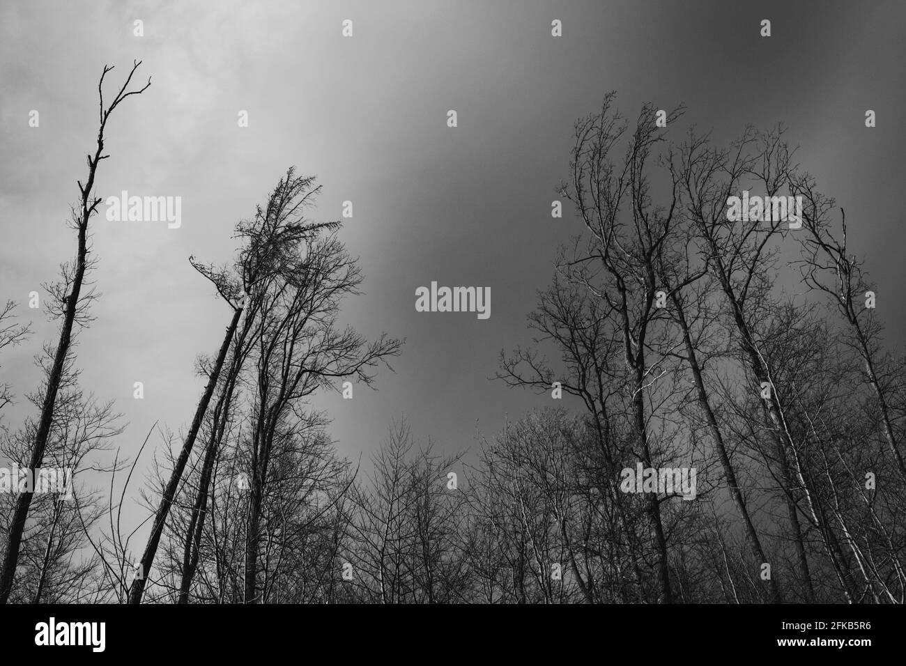 Forest background trees nature Black and White Stock Photos & Images ...
