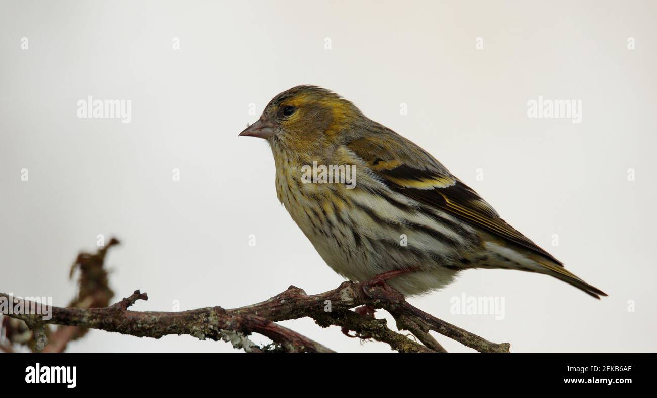 Breeding siskin hi-res stock photography and images - Alamy
