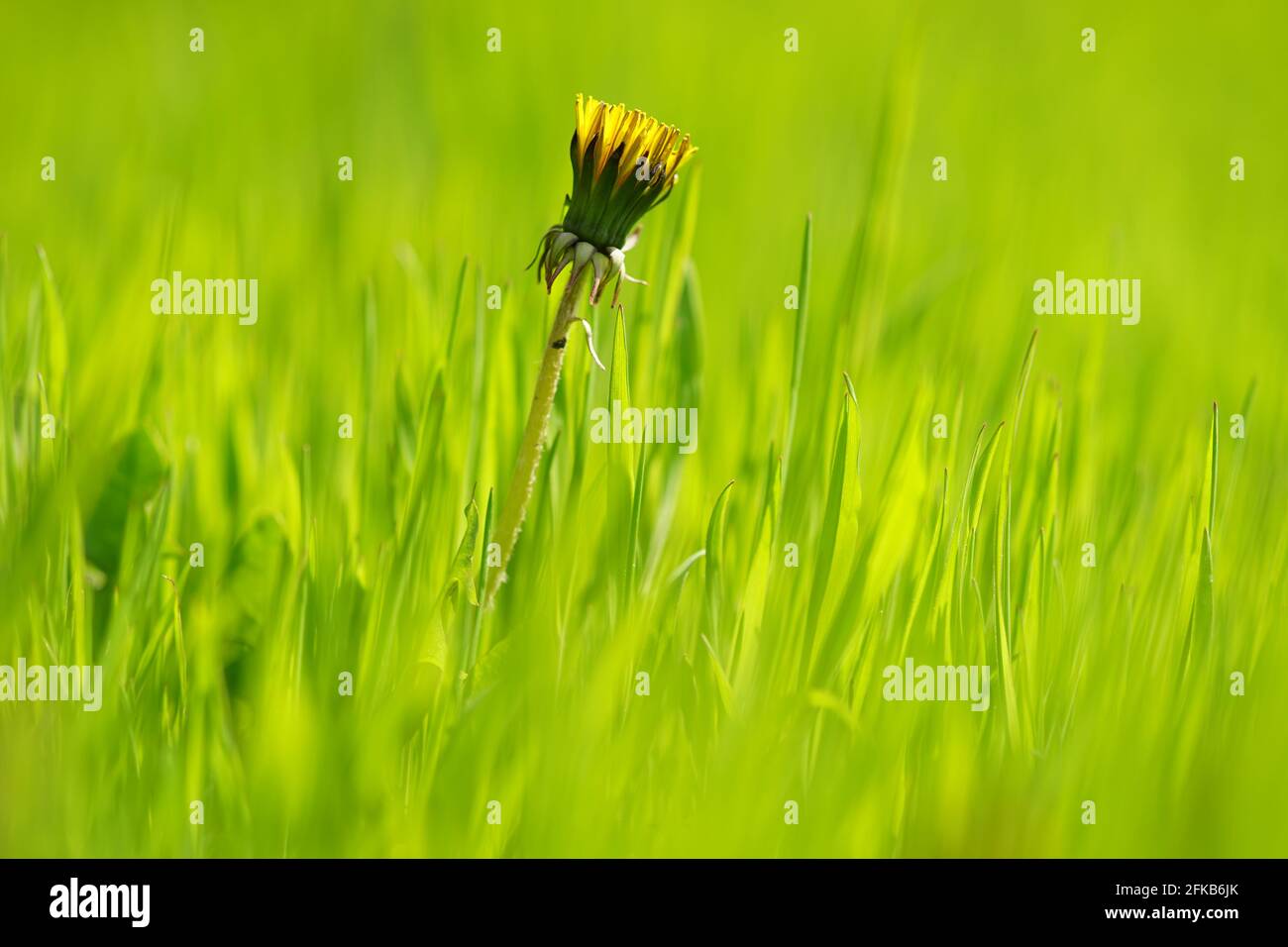 One yellow dandelion flower grow in fresh green grass. Sunny spring ...