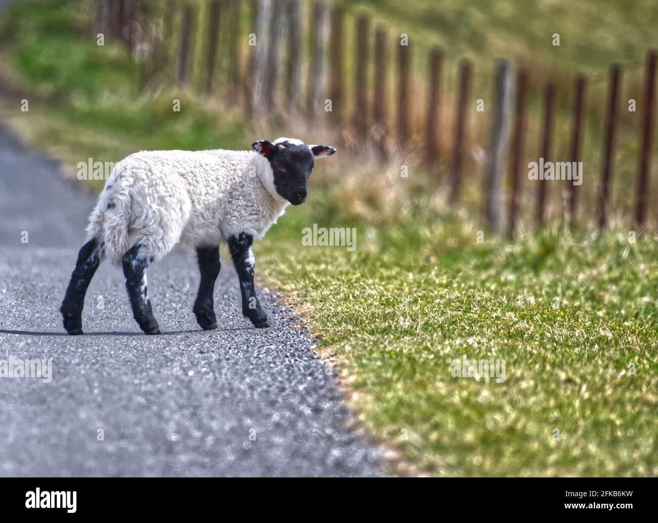 Scottish Blackface Sheep Stock Photo - Alamy