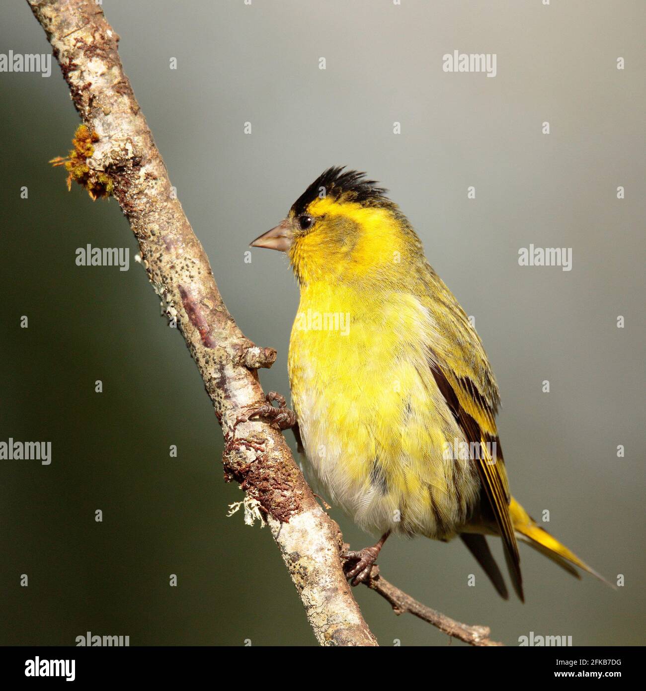 Irish Garden Birds High Resolution Stock Photography and Images - Alamy