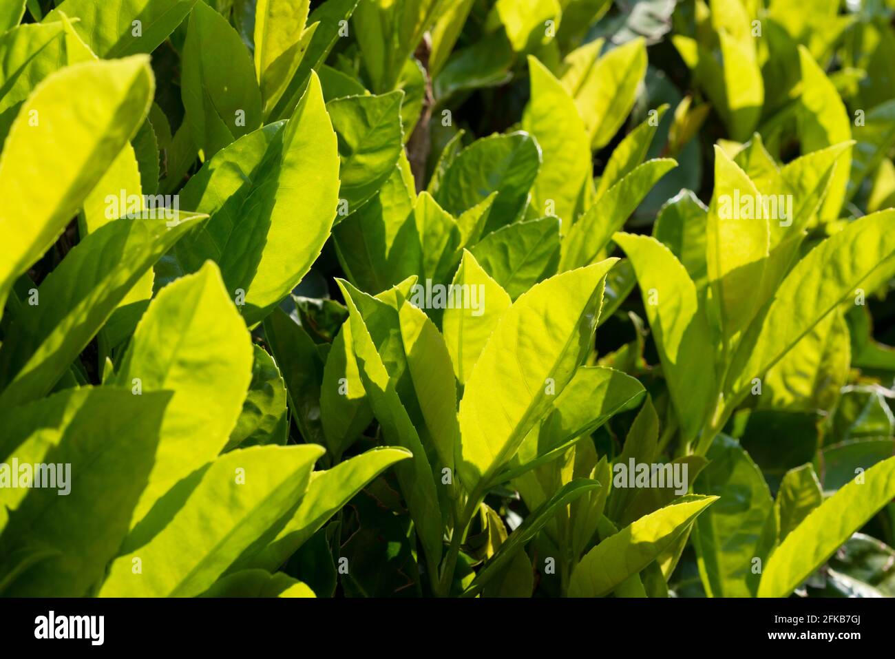 Cherry Laurel, Prunus Laurocerasus, Leaves Stock Photo - Alamy