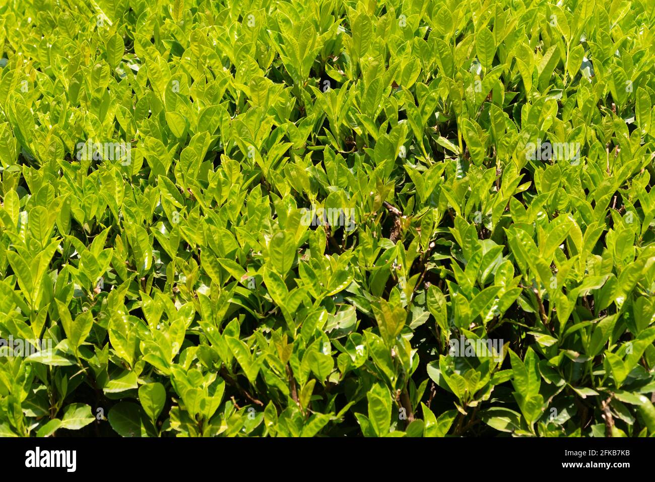 Cherry Laurel, Prunus Laurocerasus, Leaves Stock Photo - Alamy