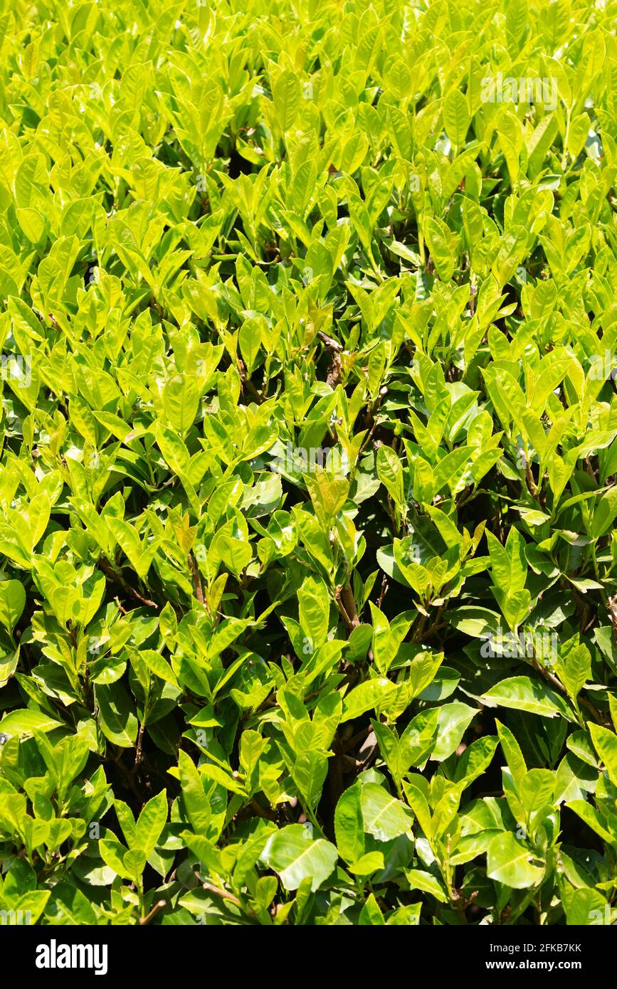 Cherry laurel prunus laurocerasus hi-res stock photography and images ...