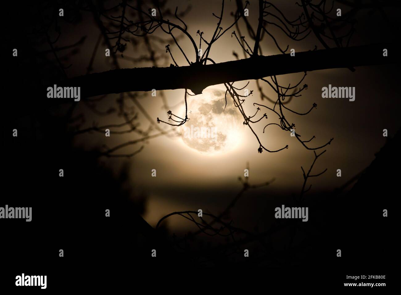Rising Moon in the Night Stock Photo - Alamy