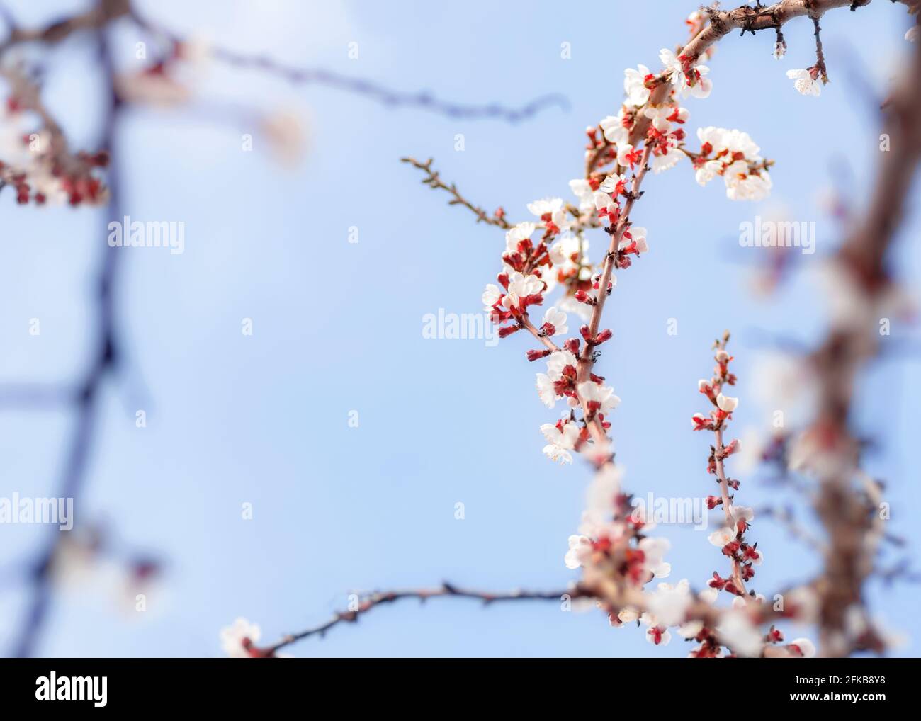 blooming cherry buds with stamens in the form of a frame In beginning ...