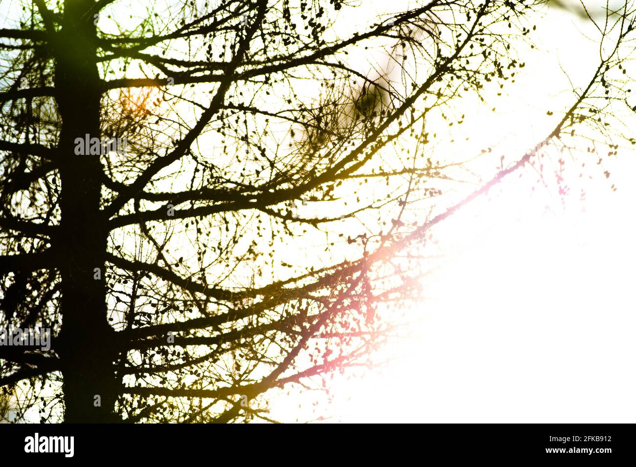 A close up of a tree Stock Photo - Alamy