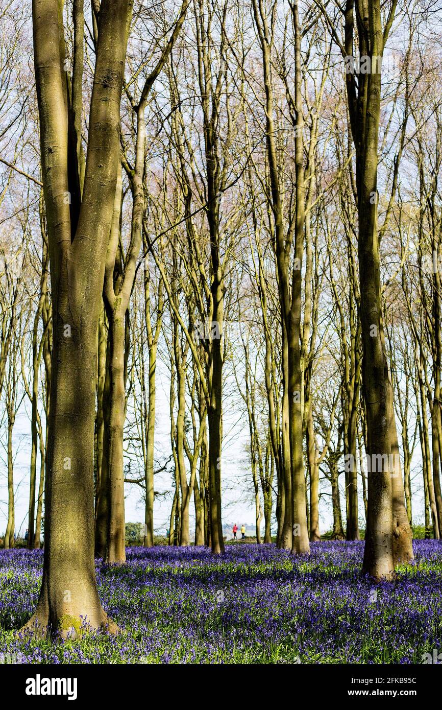 Genus hyacinthoides hi-res stock photography and images - Alamy