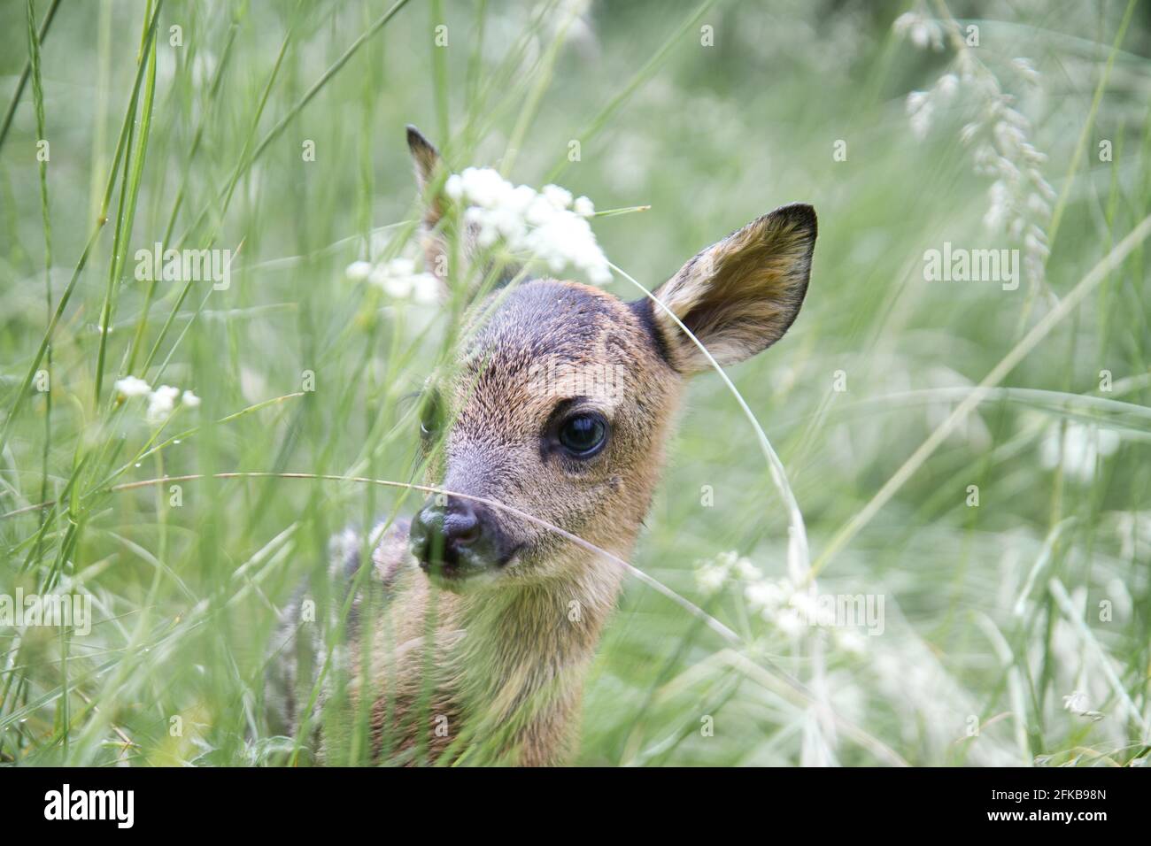 A small deer in the grassy grass Stock Photo - Alamy